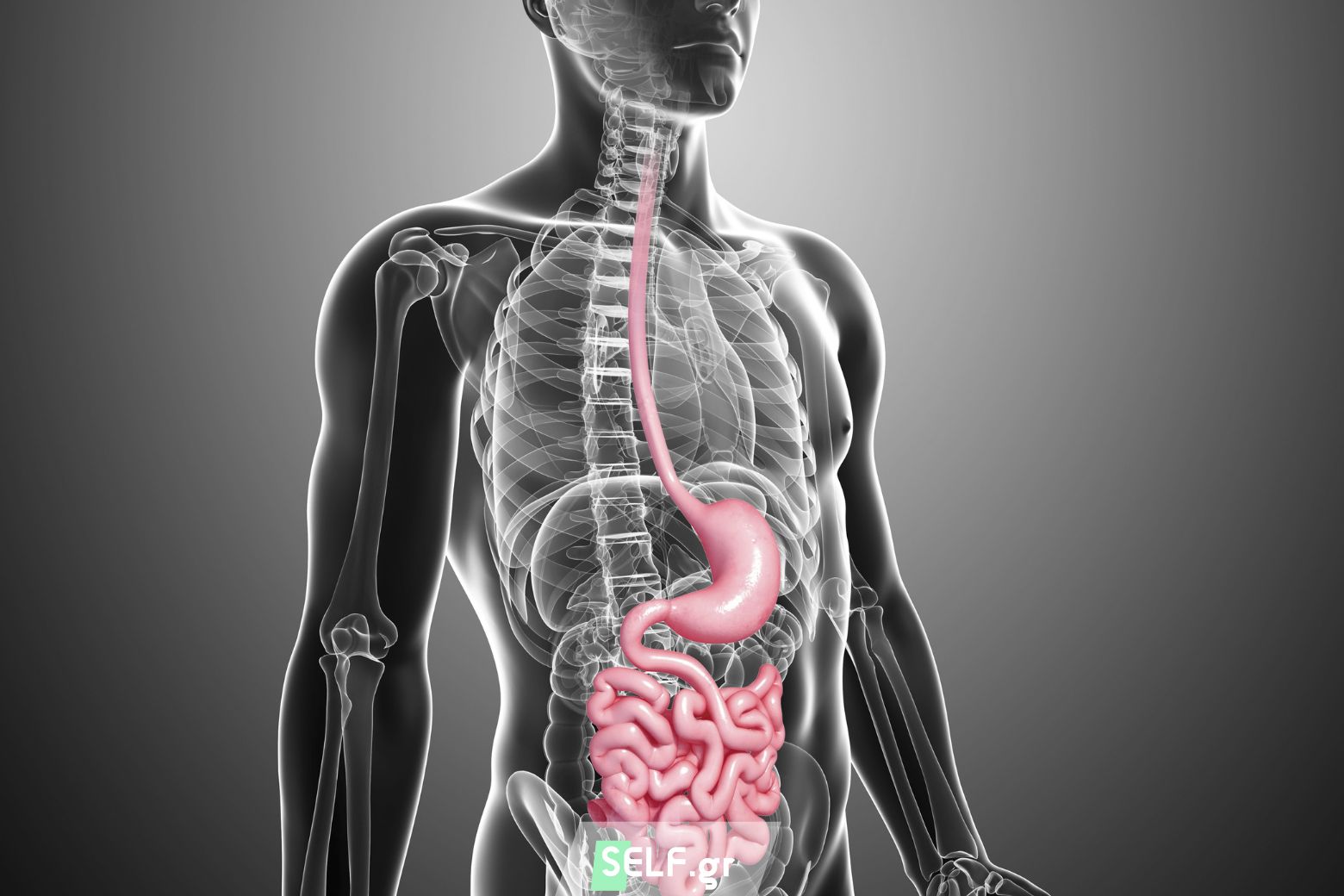 υγεια πεπτικου συστηματος • Self.gr | Βρες Γιατρό, Γυμναστή και Διαιτολόγο